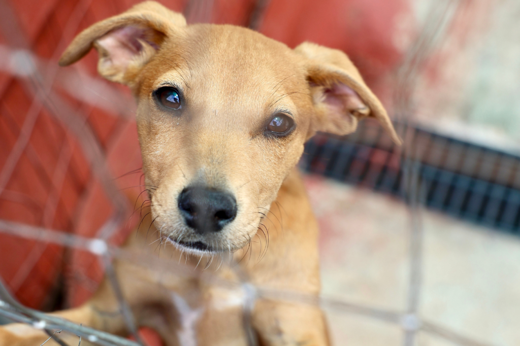 Woodrock Animal Rescue